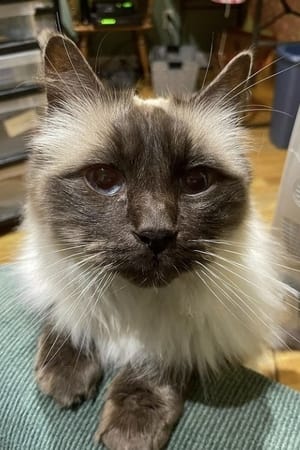 Timmy the Cat 人物百科资料及影视作品 - 影迷之家